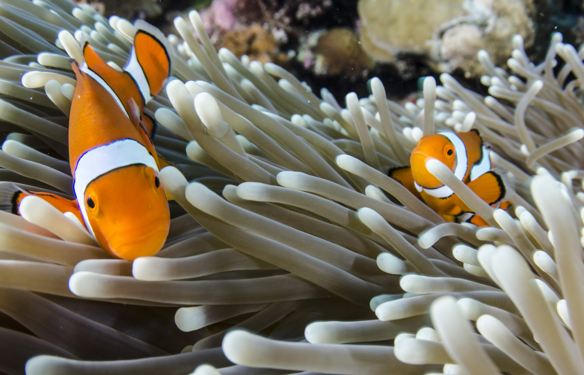 What does SpongeBob SquarePants know about Cnidaria? – Psychonomic ...