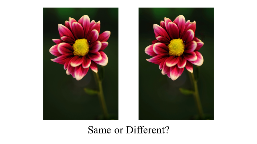 “Same or different” controlled by distinct brain systems – Psychonomic ...